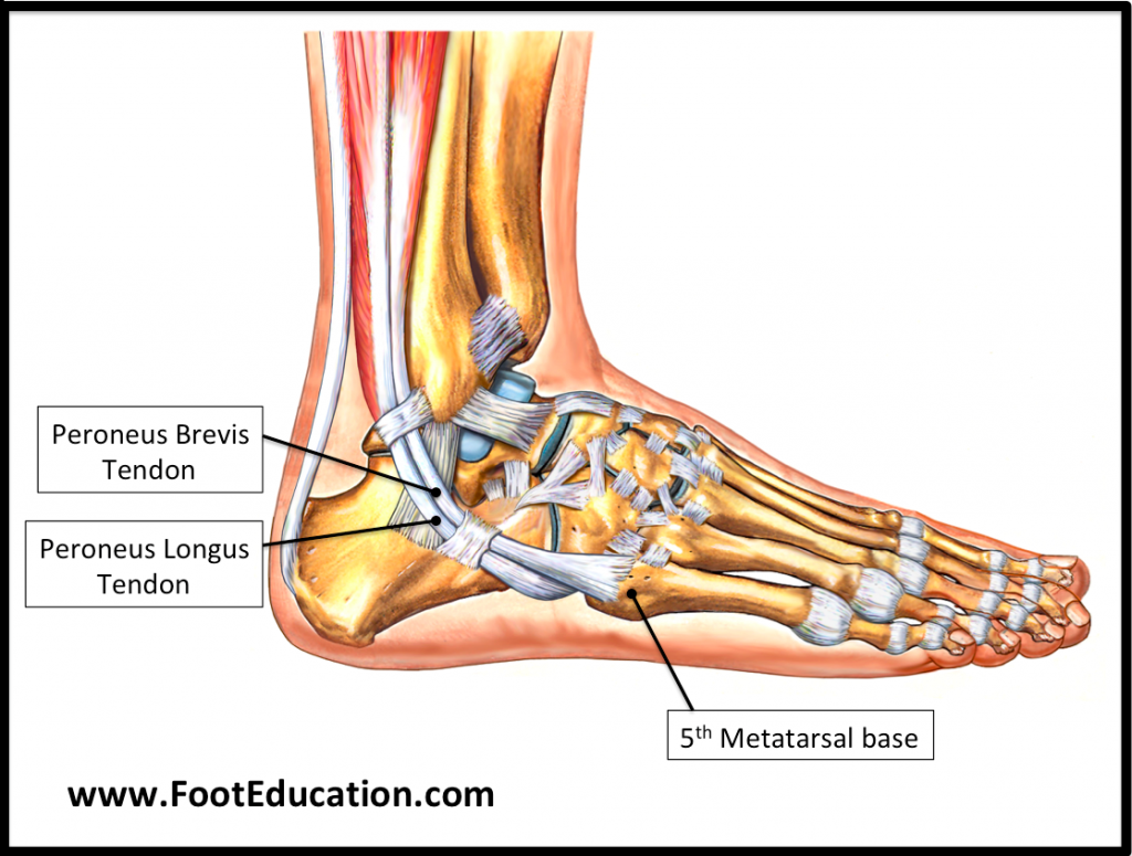 Ankle L G Kh i Ni m V Ch c N ng C B n C a M t C Ch n Vuasport Ankle L G Kh i Ni m V Ch c N ng C B n C a M t C Ch n Vuasport