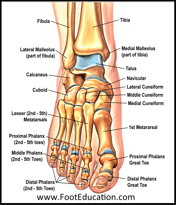 Bones And Joints Of The Foot And Ankle Overview FootEducation