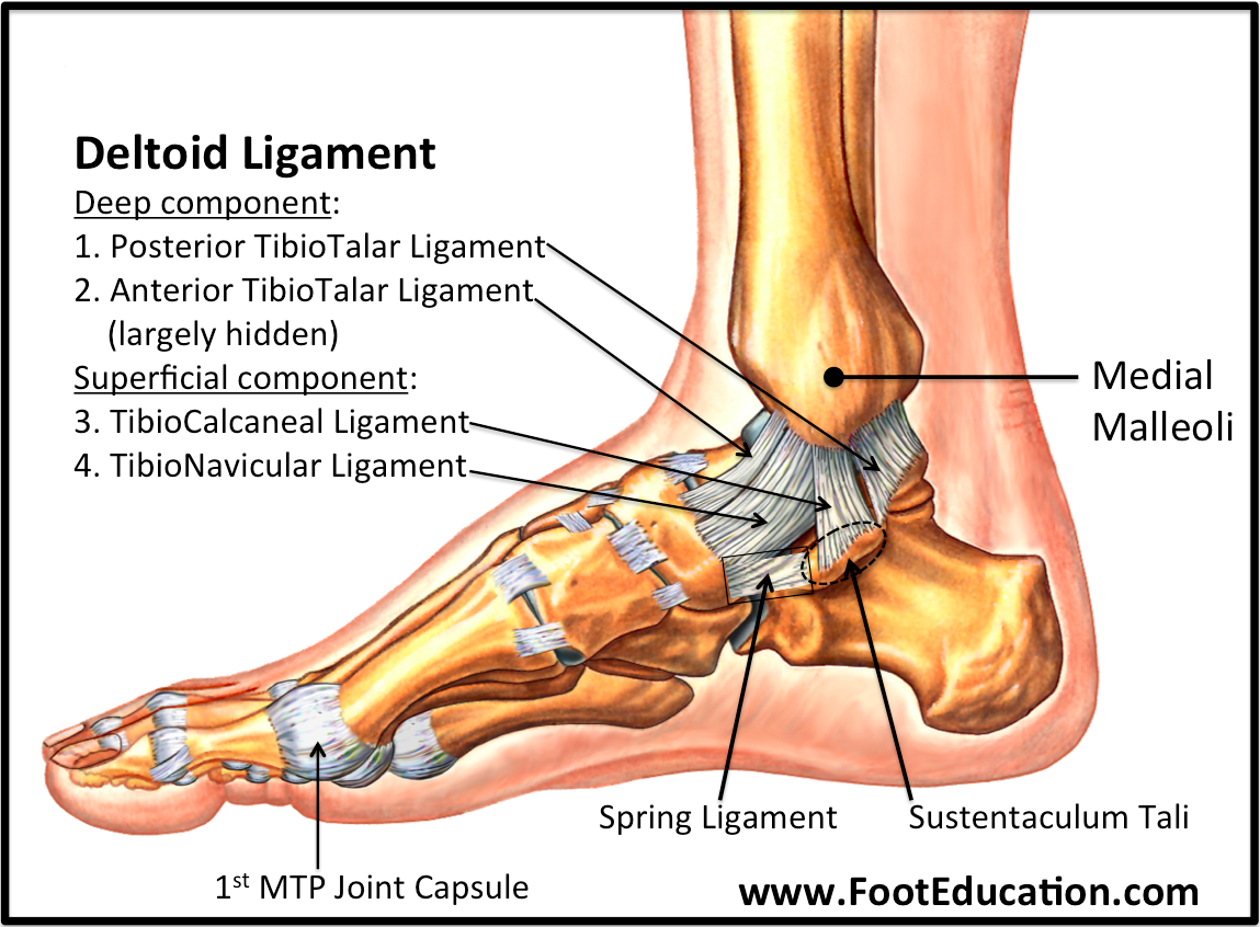 Fotens Och Fotens Ligament versikt Historia Online