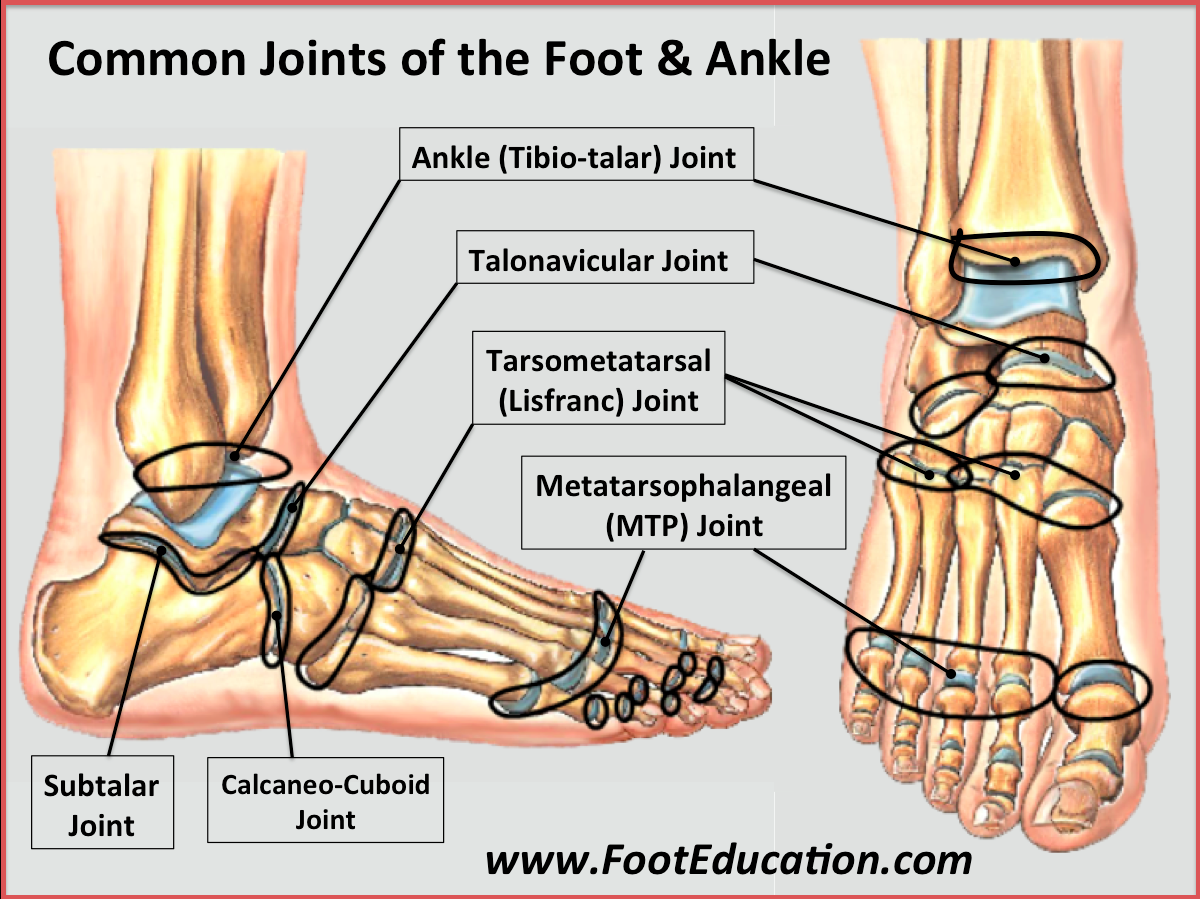Bones And Joints Of The Foot And Ankle Overview FootEducation