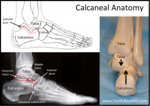Bones And Joints Of The Foot And Ankle Overview Footeducation