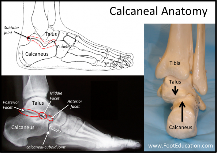 Bones and Joints of the Foot and Ankle Overview - FootEducation